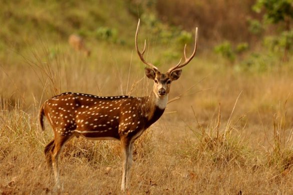 Wildlife in Gujarat - (National Parks & Wildlife Sanctuaries) – Swan Tours