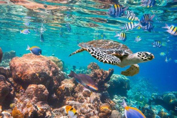 Culture of Maldives History, Peoples, Clothing, Food – Swan Tours