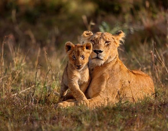 Wildlife in Gujarat - (National Parks & Wildlife Sanctuaries) – Swan Tours